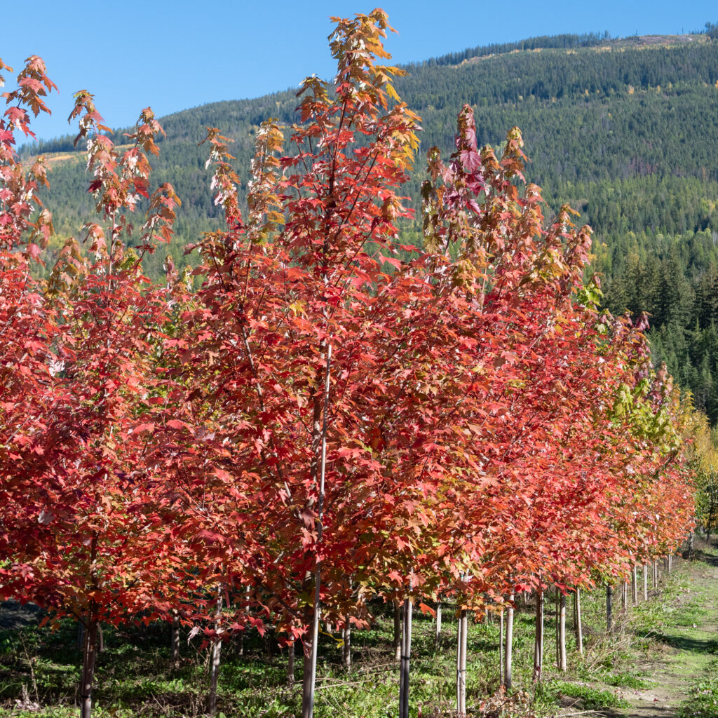 Autumn Blaze Maple - Rivershore Trees